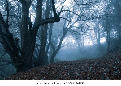 Low Camera Angle Path Through Moody Stock Photo 1510026806 | Shutterstock