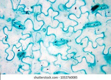 Lower Epidermis Leaf Under Microscope Stock Photo 1053760085 | Shutterstock