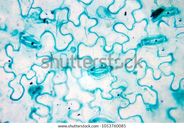 Lower Epidermis Leaf Under Microscope Stock Photo 1053760085 | Shutterstock