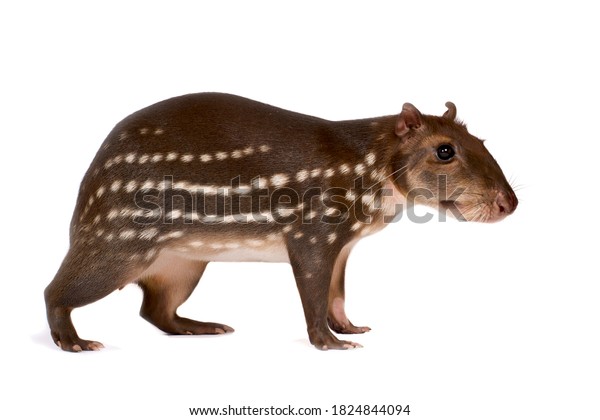 Lowland Paca Cuniculus Paca Stock Photo (Edit Now) 1824844094