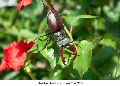 Plant Farm Nature Water Splash Stock Photo 1027102363 | Shutterstock