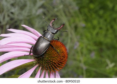 Lucaninae Images, Stock Photos & Vectors | Shutterstock