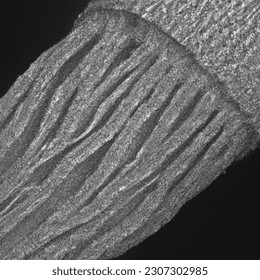 Photo Scanning Electron Microscope Showing Membrane AI-generated image ...