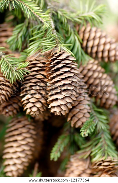 Lumps On Pine Tree Stock Photo 12177364 | Shutterstock