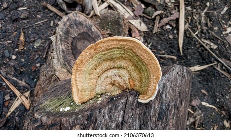 572 Lumpy tree Images, Stock Photos & Vectors | Shutterstock