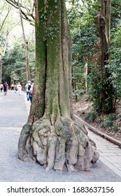 572 Lumpy tree Images, Stock Photos & Vectors | Shutterstock