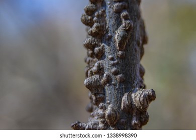 572 Lumpy tree Images, Stock Photos & Vectors | Shutterstock
