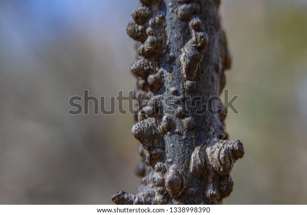 Lumpy Tree Branch Stock Photo 1338998390 | Shutterstock