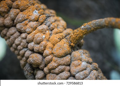 572 Lumpy tree Images, Stock Photos & Vectors | Shutterstock