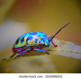 211 Lychee shield Images, Stock Photos & Vectors | Shutterstock