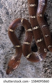 27 Common Wolf Snake India Images, Stock Photos & Vectors | Shutterstock