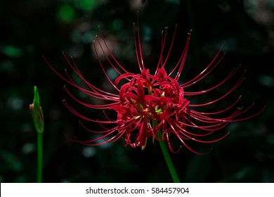 Lycoris Stock Photo 584457904 | Shutterstock