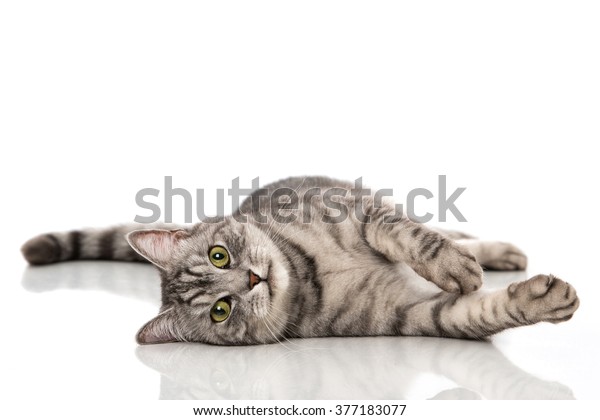 Lying Cat Stock Photo (Edit Now) 377183077