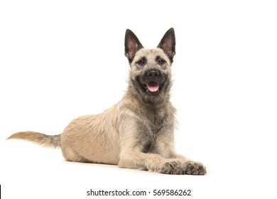 45 Dutch wire haired shepherd Images, Stock Photos & Vectors | Shutterstock