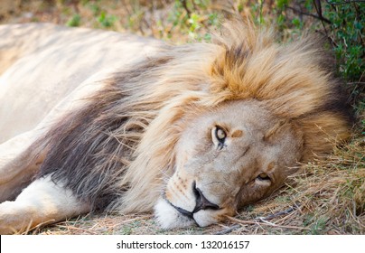Lying Down Lion Close Stock Photo 132016157 | Shutterstock