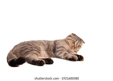 Lying Gray Cat Drooping Ears Beautiful Stock Photo (Edit Now) 1921600580