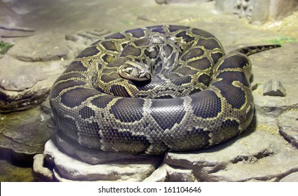 1,475 Molurus Python Images, Stock Photos & Vectors | Shutterstock