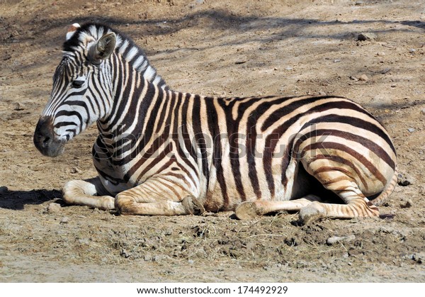 Lying Zebra Stock Photo 174492929 | Shutterstock