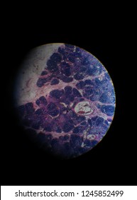 Lymph Nodes On Microscope View库存照片1245852499 | Shutterstock