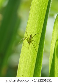 142 Oxyopes javanus Images, Stock Photos & Vectors | Shutterstock