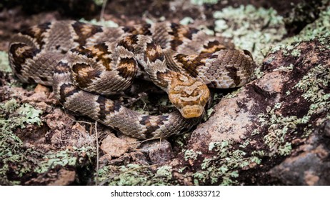 51 Lyre snake Images, Stock Photos & Vectors | Shutterstock