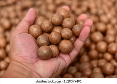 Macadamia Nut Shell Drying Hand Macadamia Stock Photo 1529379491 ...