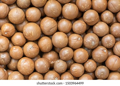 Macadamia Nuts Shells Native Australian Nut Stock Photo 1503964499 ...