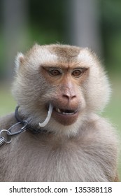2,750 Wild animal abuse Images, Stock Photos & Vectors | Shutterstock