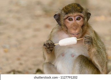 1,210 Monkey With Ice Cream Images, Stock Photos & Vectors | Shutterstock