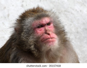 1,301 Skeptical Animal Images, Stock Photos & Vectors | Shutterstock
