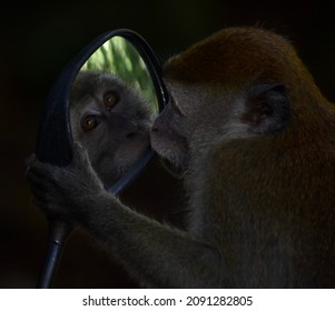 305 Monkey looking in mirror Images, Stock Photos & Vectors | Shutterstock