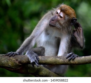 2,190 Monkey scratch Images, Stock Photos & Vectors | Shutterstock