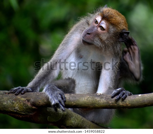 Macaque Monkey Scratching Ear Tree Stock Photo 1459058822 | Shutterstock