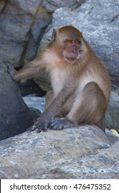 229 Monkey life cycle Images, Stock Photos & Vectors | Shutterstock