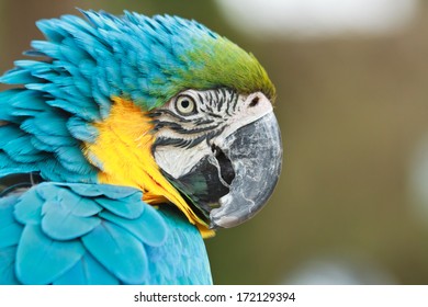 40yearold Old Macaw Pointed Feathers Scared Stock Photo 1799615176 ...