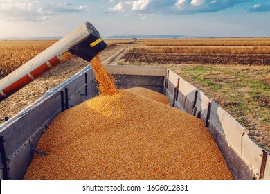 Machine Separating Corn Grains Working On Stock Photo 1606012831 ...