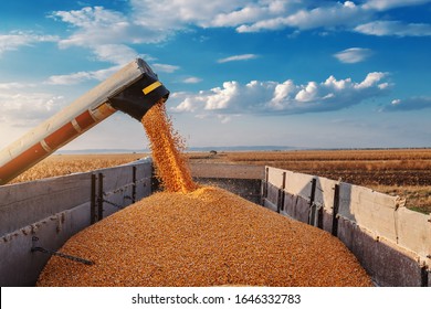 Machine Separating Corn Grains Working On Stock Photo 1646332783 ...