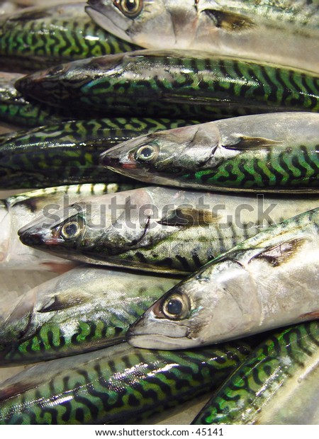 Mackerel Fish Stock Photo 45141 | Shutterstock