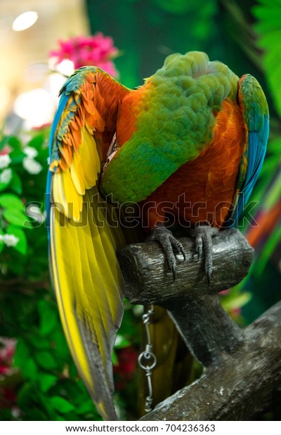 Macore Bird Prottait Stock Photo 704236363 | Shutterstock