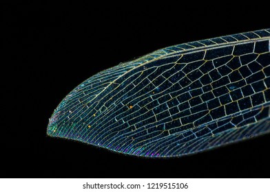 Macro Bettle Wing Stock Photo 1219515106 | Shutterstock