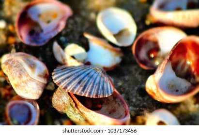 Cape cod shells : 310 images, photos et images vectorielles de stock ...