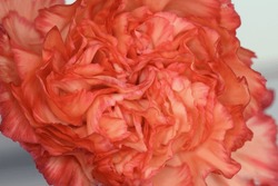 Carnation flower pastel background, a Nature Photo by ArtBackground