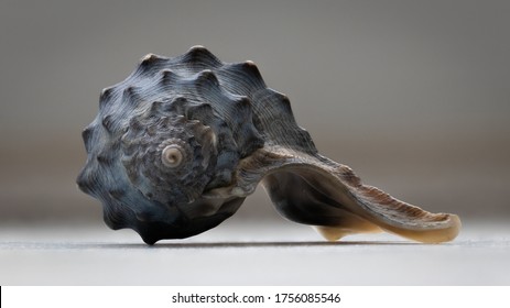 120,260 Macro sea shell Images, Stock Photos & Vectors | Shutterstock