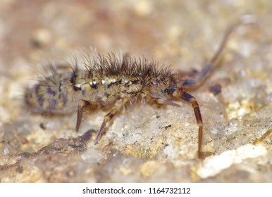 306 Soil Critters Images, Stock Photos & Vectors | Shutterstock
