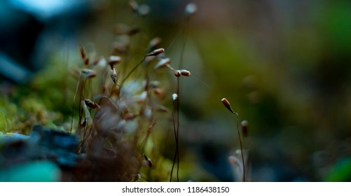 Macro Close Tiny Spore Capsules Growing Stock Photo 1186438150 ...