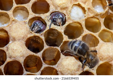 957 Hatching bee Images, Stock Photos & Vectors | Shutterstock
