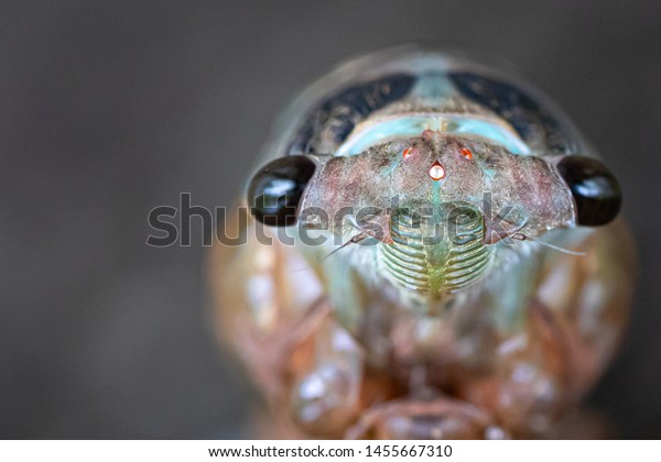 Macro Closeup Cicadas Face Stock Photo 1455667310 | Shutterstock