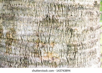 Macro Coconut Tree Trunk Texture Background Stock Photo 143743894 ...
