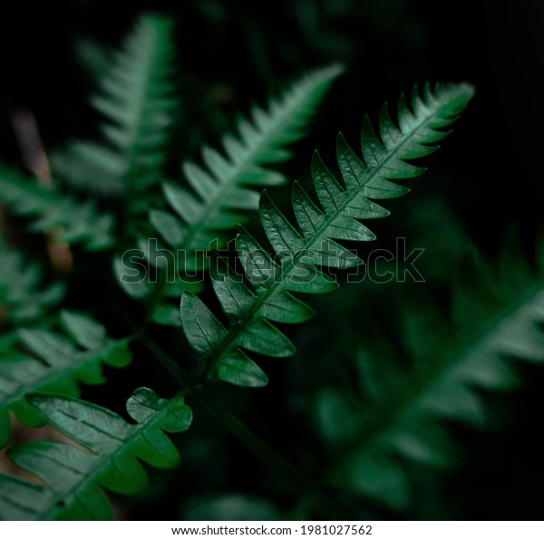 8,256 imágenes de Cool looking leaves - Imágenes, fotos y vectores de ...