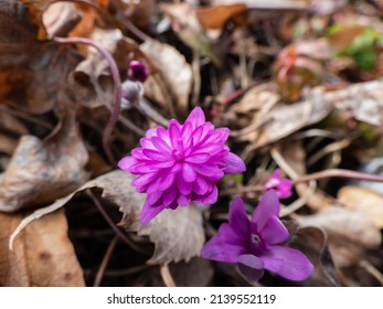 327 European hepatica Images, Stock Photos & Vectors | Shutterstock